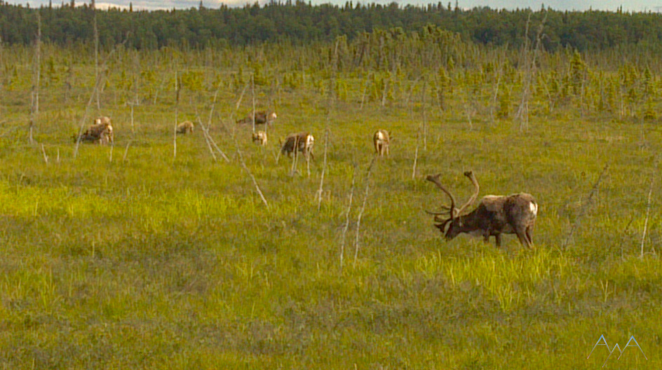 Other Wildlife – ALASKA WILDLIFE ADVENTURES