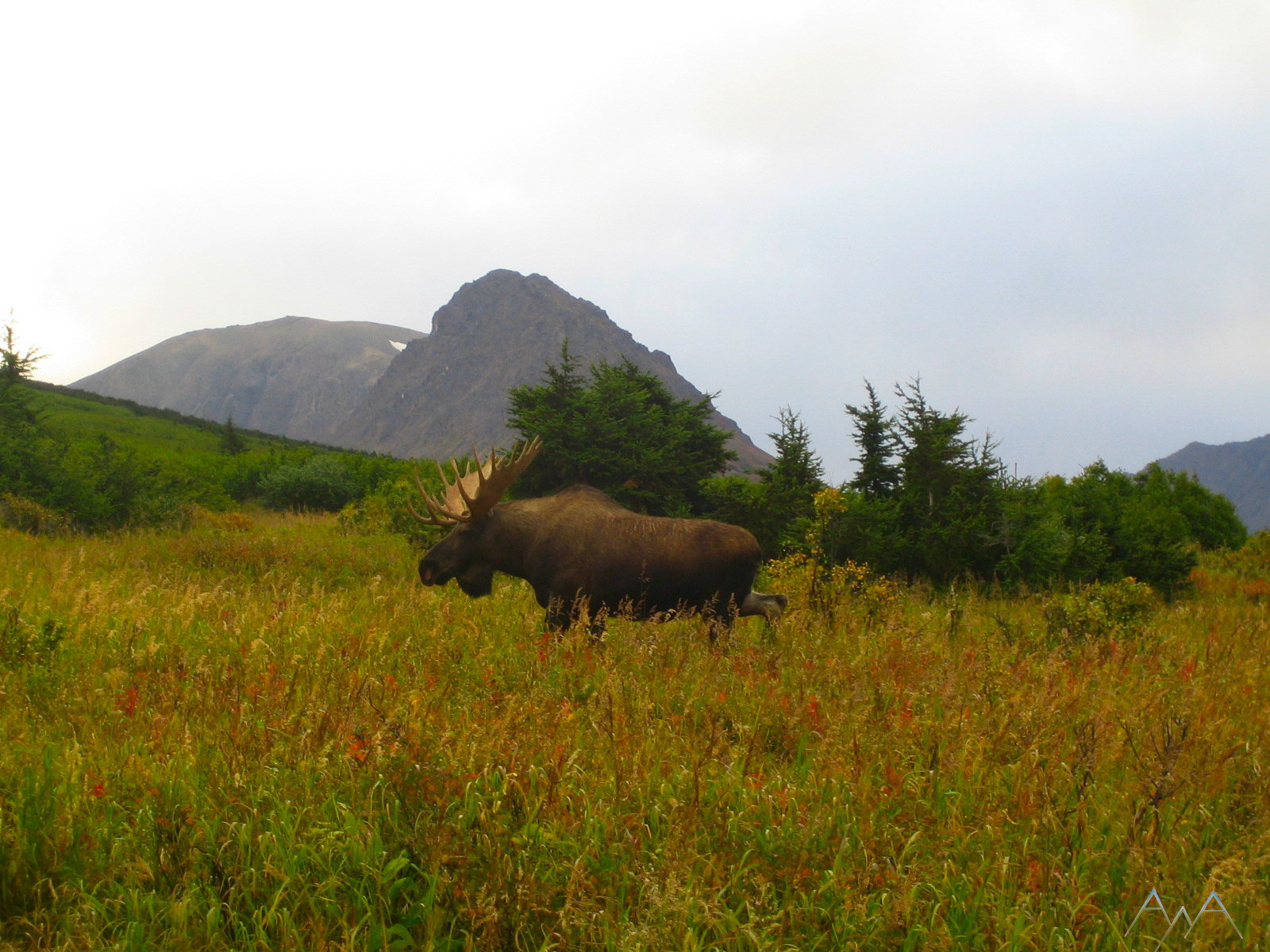 ALASKA WILDLIFE ADVENTURES – Capture the ADVENTURE!