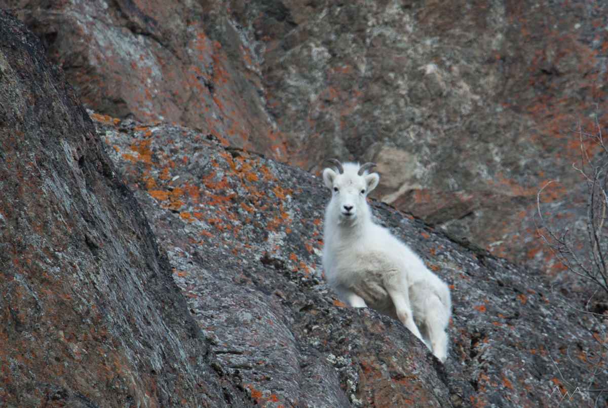Dall Sheep – ALASKA WILDLIFE ADVENTURES