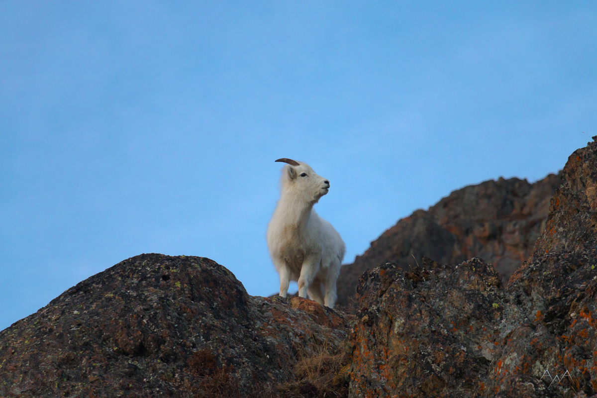 Dall Sheep – ALASKA WILDLIFE ADVENTURES