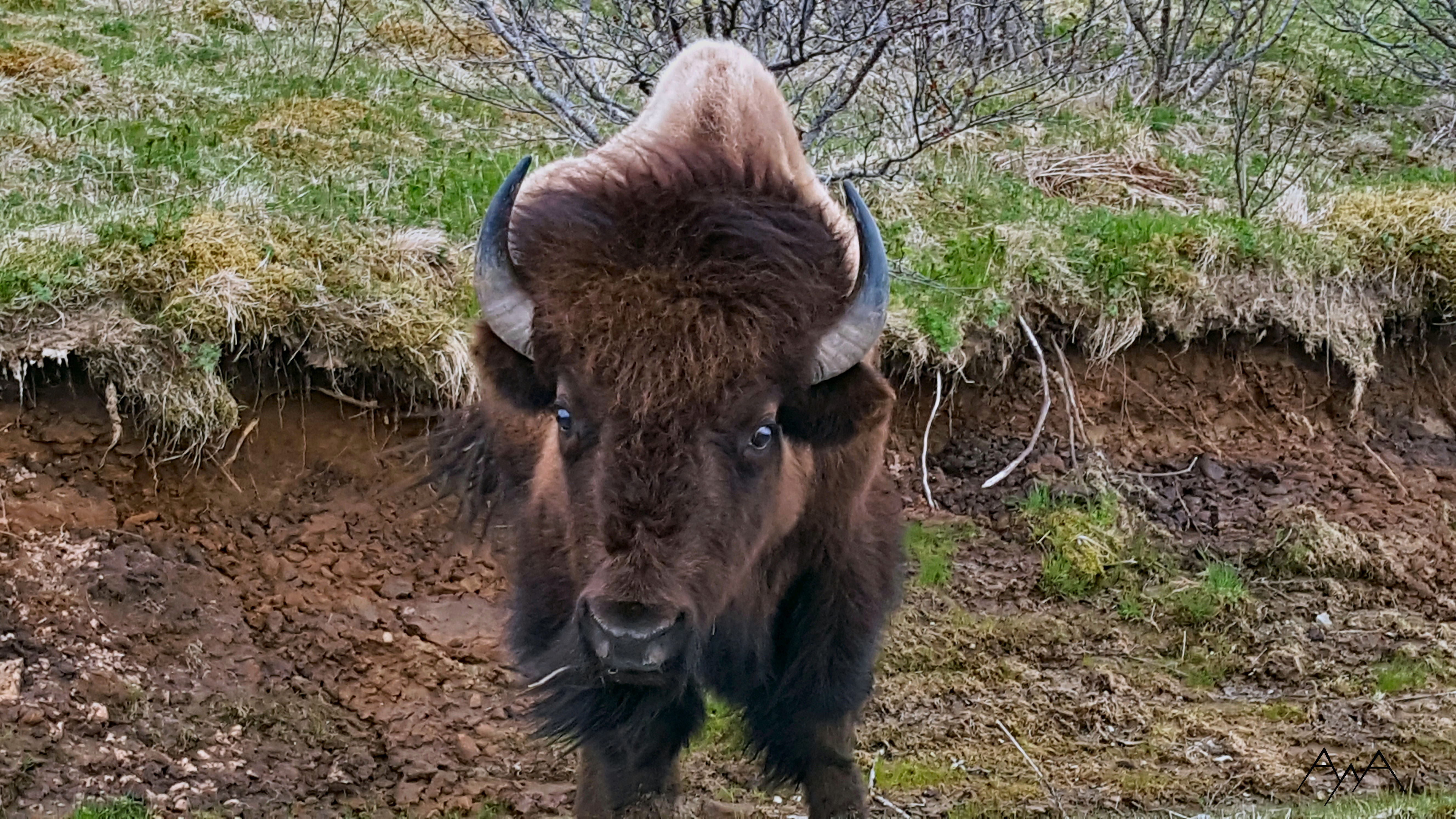 Other Wildlife – ALASKA WILDLIFE ADVENTURES